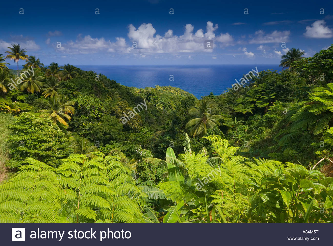 Dominica Rainforest Stock Photos & Dominica Rainforest Stock Images - Alamy
