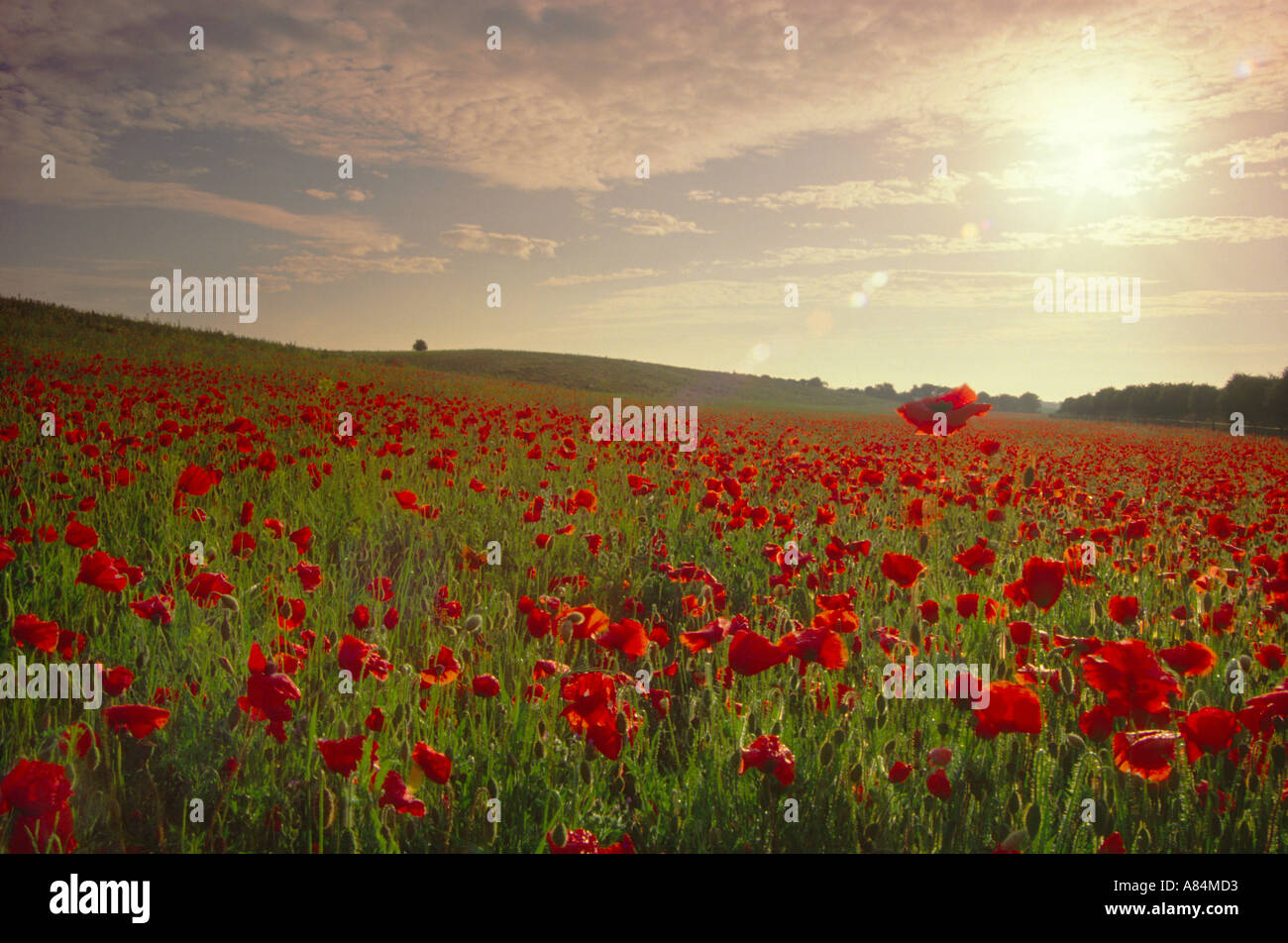 Poppy field at sunrise near Great Massingham Norfolk England UK Stock ...