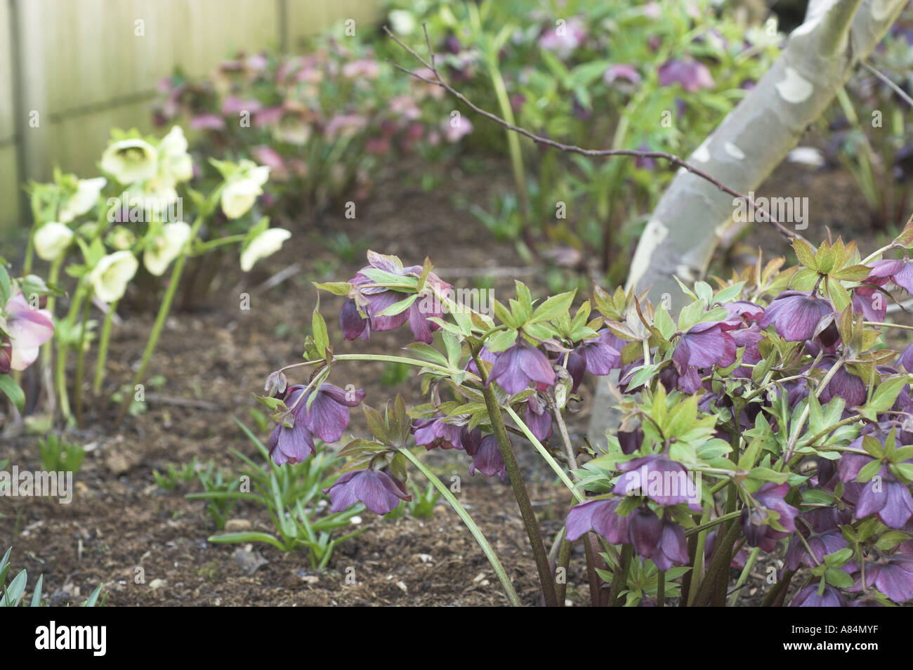 Lenten border hi-res stock photography and images - Alamy