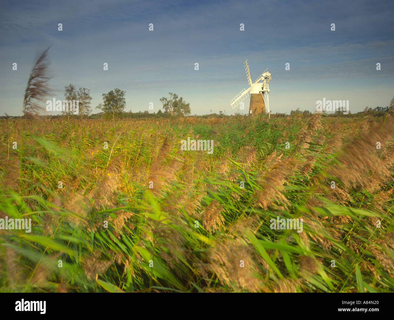 How Hill windmill and nature reserve seen from reed beds in Norfolk ...