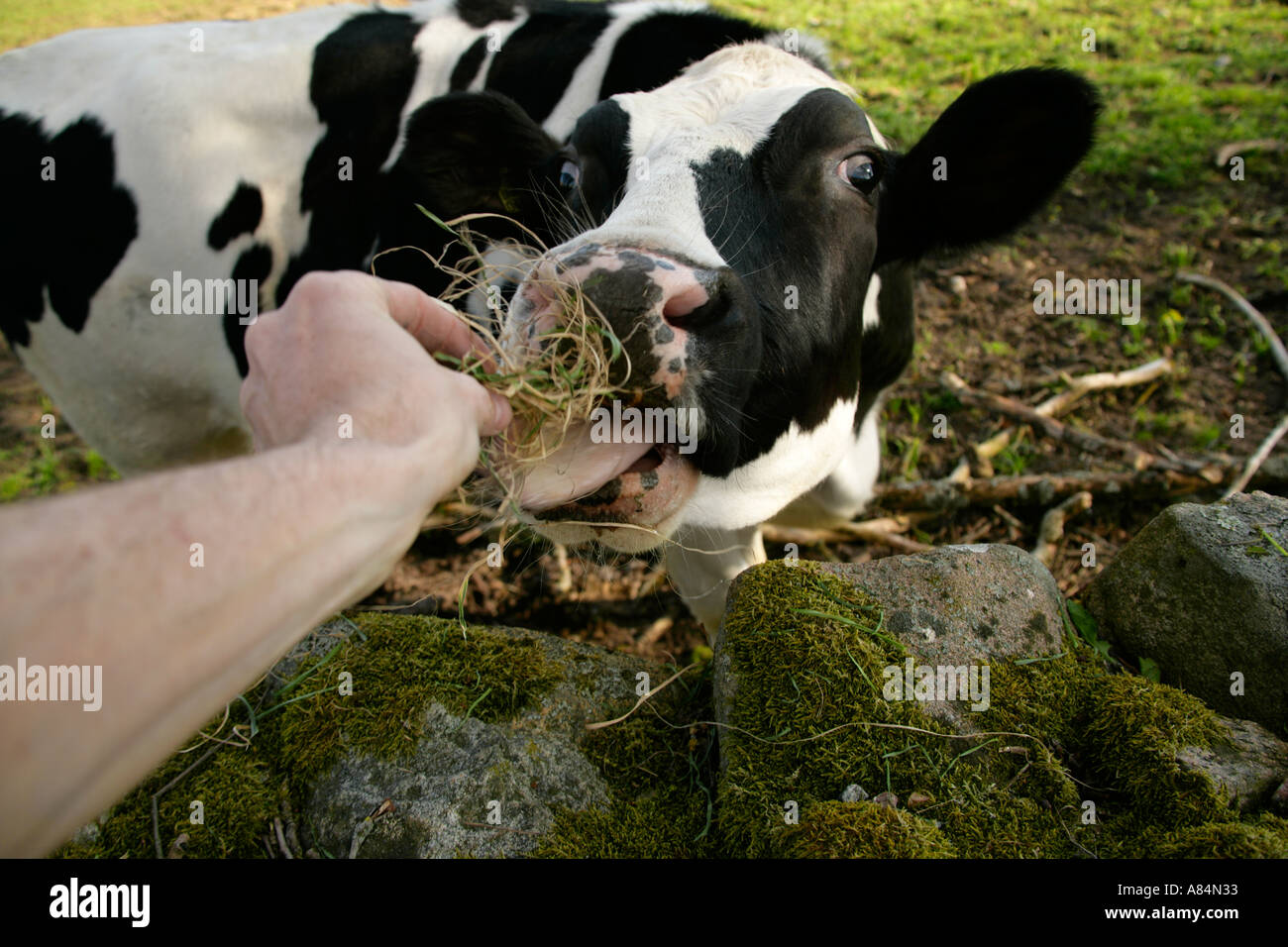 Dinner for a Cow Stock Photo - Alamy