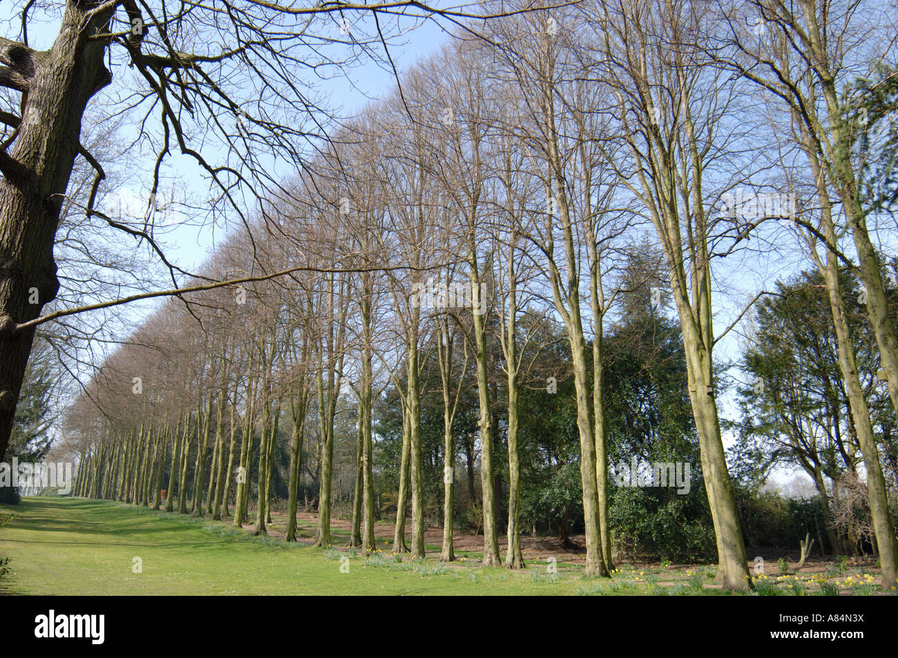 Avenue of trees in early spring Stock Photo - Alamy