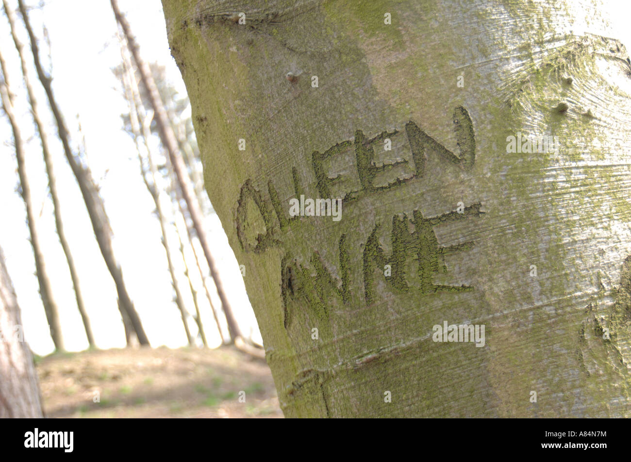 Names carved in tree bark Queen Anne Stock Photo - Alamy