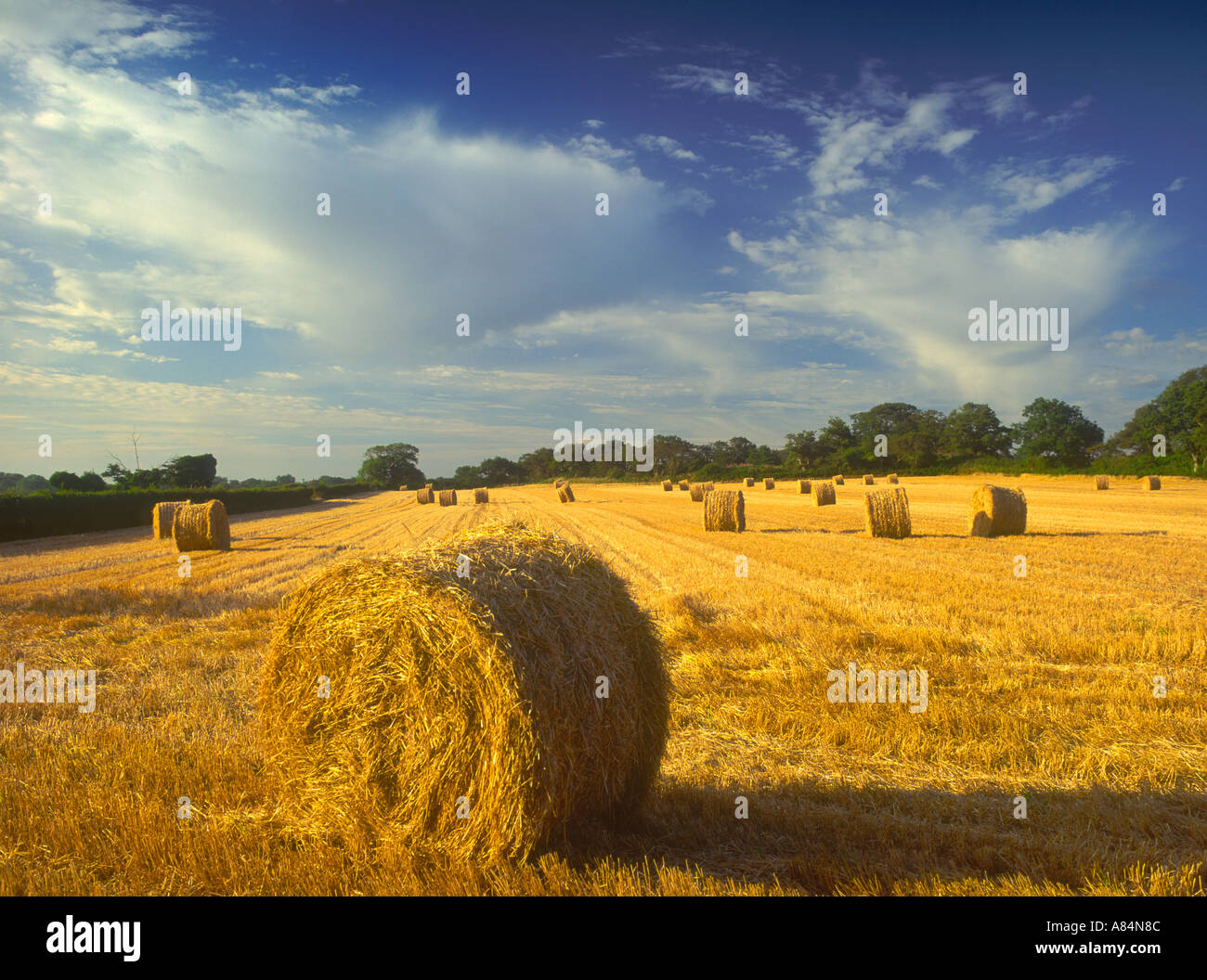 Straw bales near Bury St Edmunds in Suffolk England UK Stock Photo - Alamy