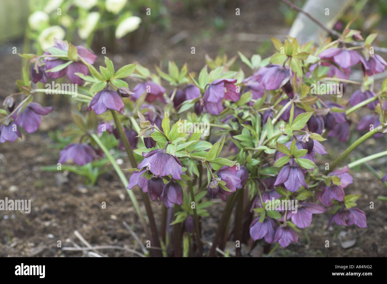 Hellebore helleborus ranunculaceae orientalis planted in garden border ...