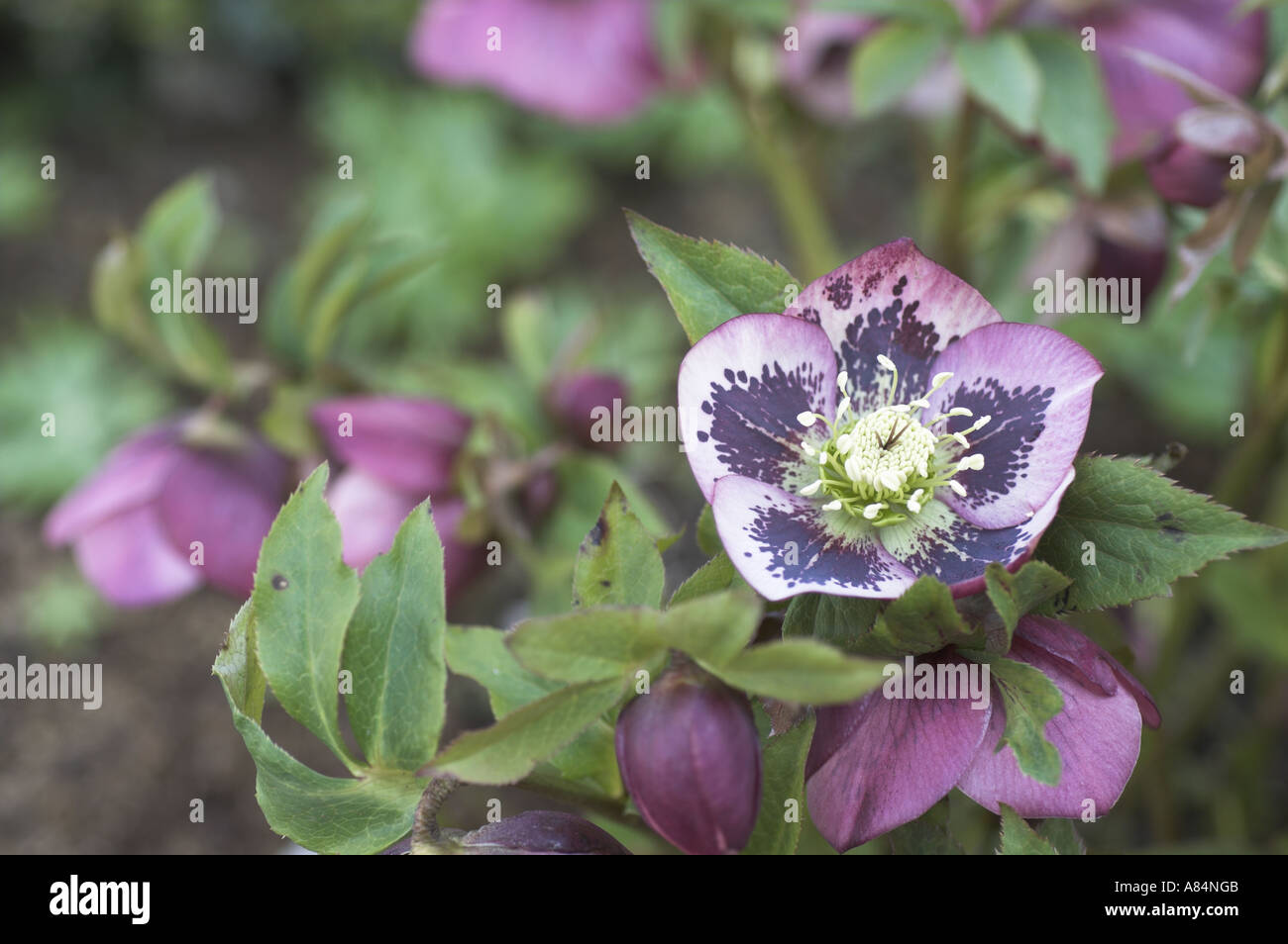 Hellebore helleborus ranunculaceae orientalis planted in garden border ...