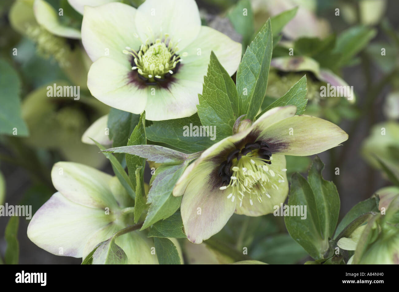 Hellebore helleborus ranunculaceae orientalis pale form planted in ...