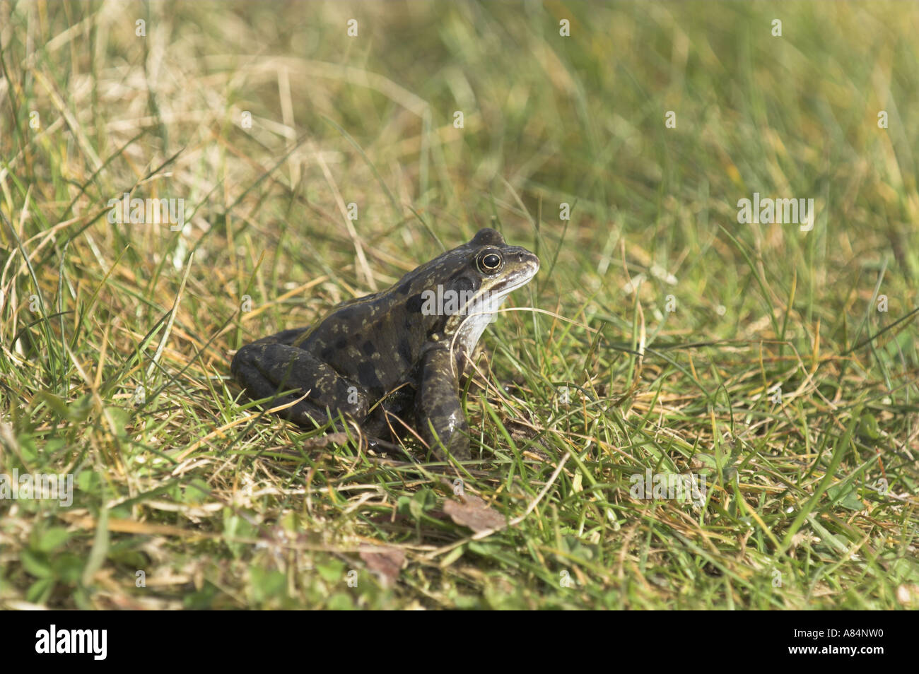 Frogs Common frog rana temporaria adult male on migration to spawning ...