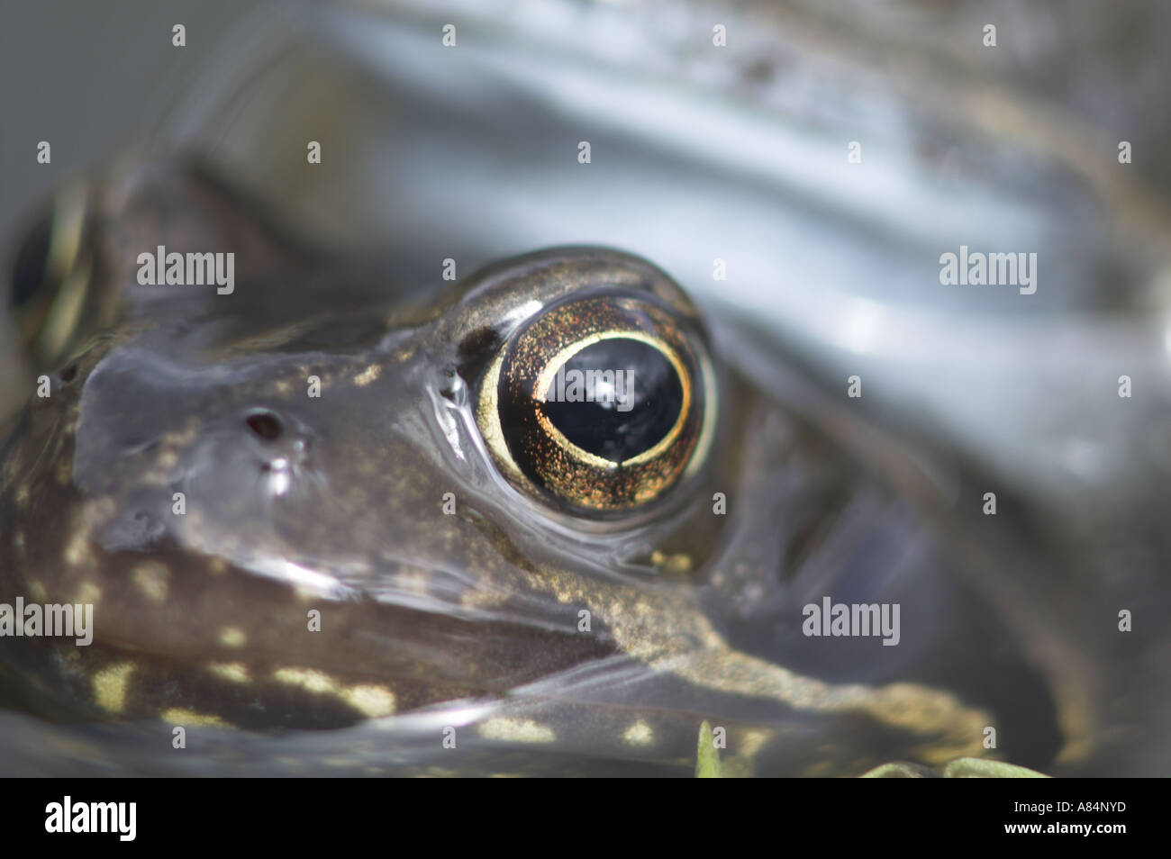 Frogs common frog rana temporaria close up of adults in garden pond in ...