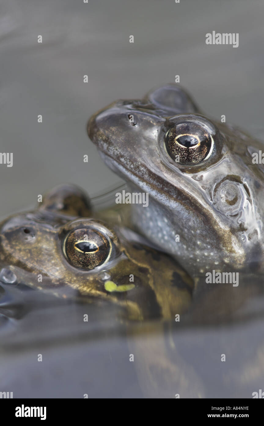 Frogs common frog rana temporaria close up of adults in garden pond in ...