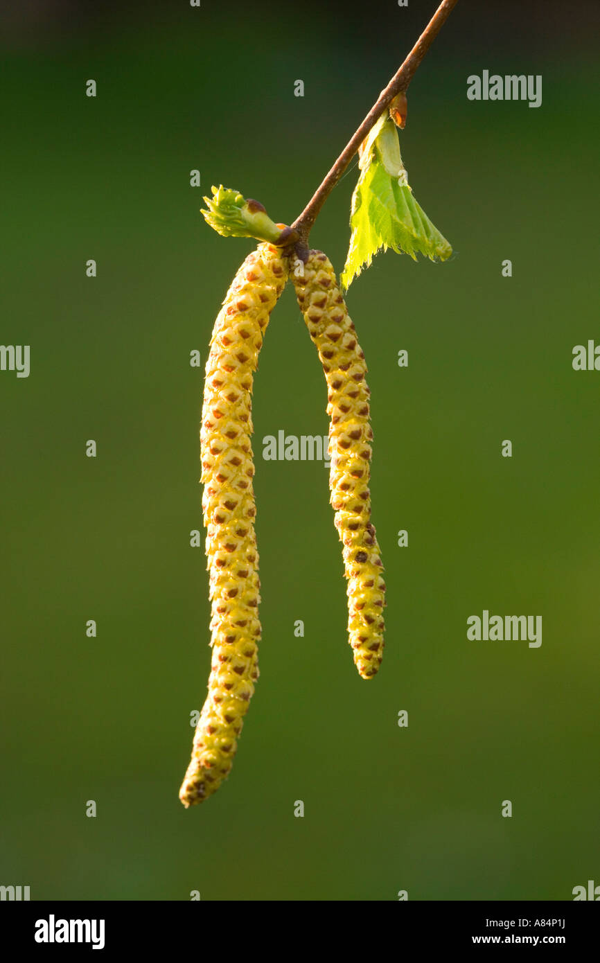 Silver birch catkins (male) Betula pendula Stock Photo - Alamy