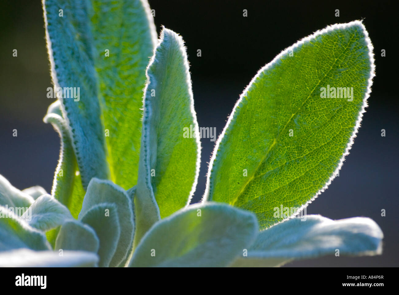 Furry leaves of the Stachys Lanata also called Lamb's Ears Stock Photo ...