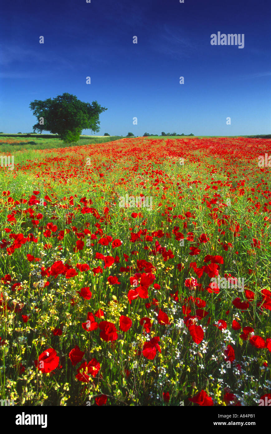 Lyng norfolk hi-res stock photography and images - Alamy