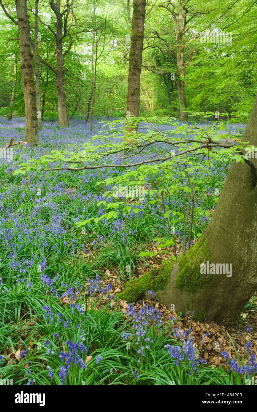 Staffhurst Wood, Surrey, England UK Stock Photo - Alamy