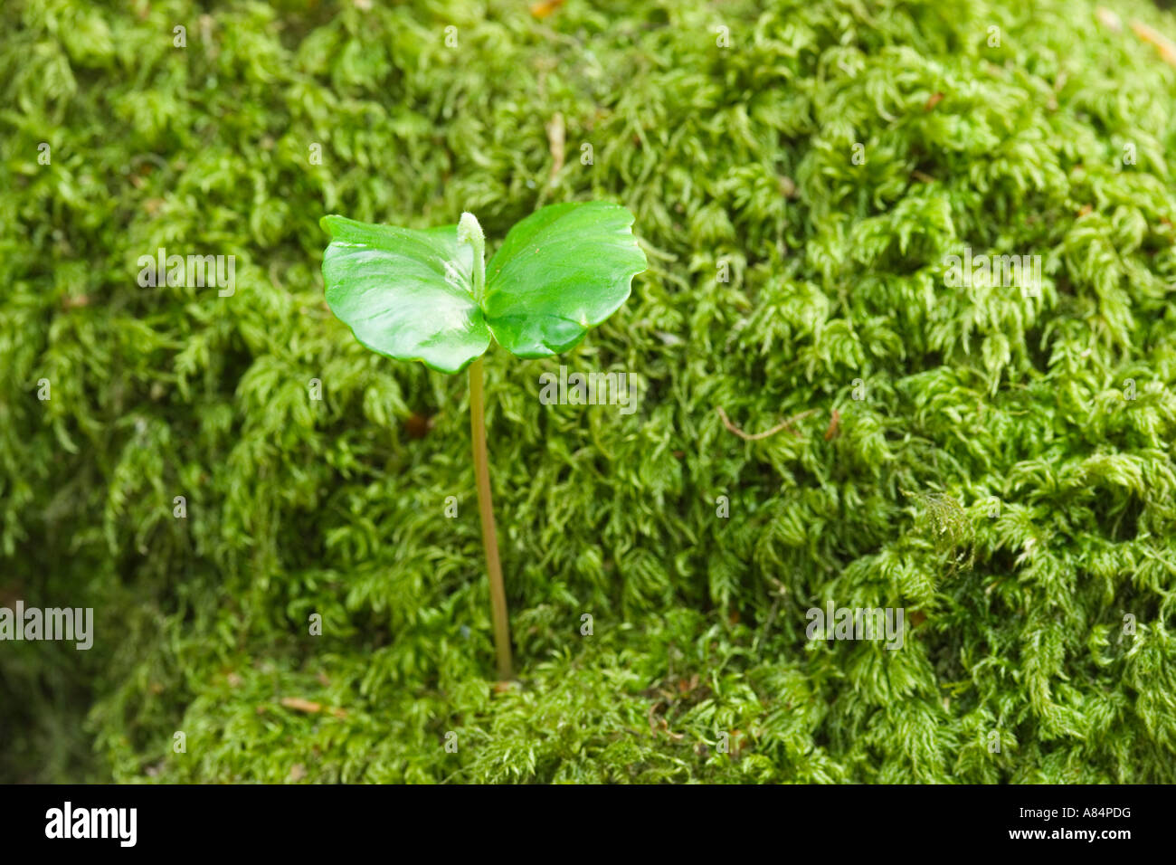 Beech seedling Fagus sylvatica Stock Photo - Alamy