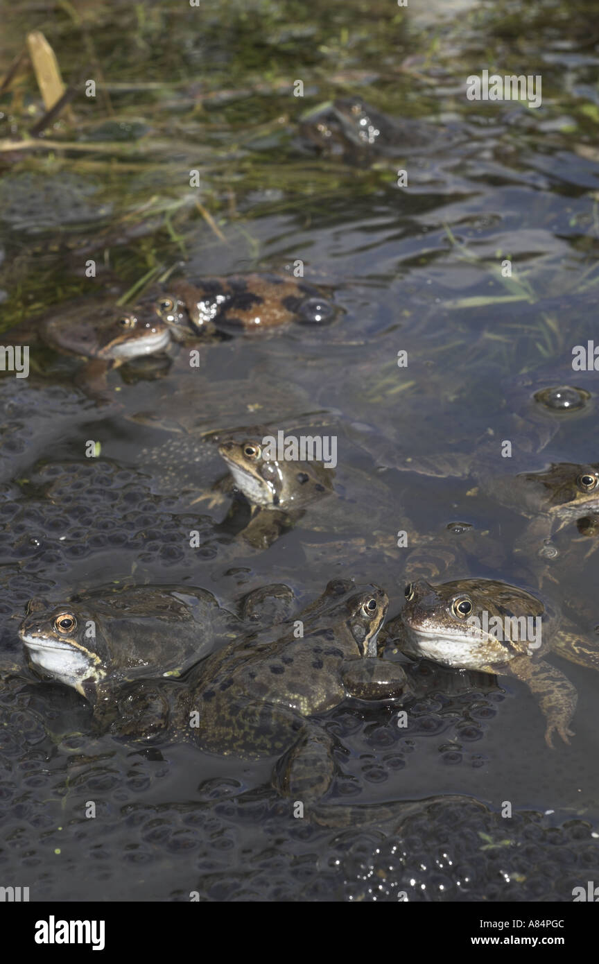 Frogs common frog rana temporaria adults in mating activity in garden ...