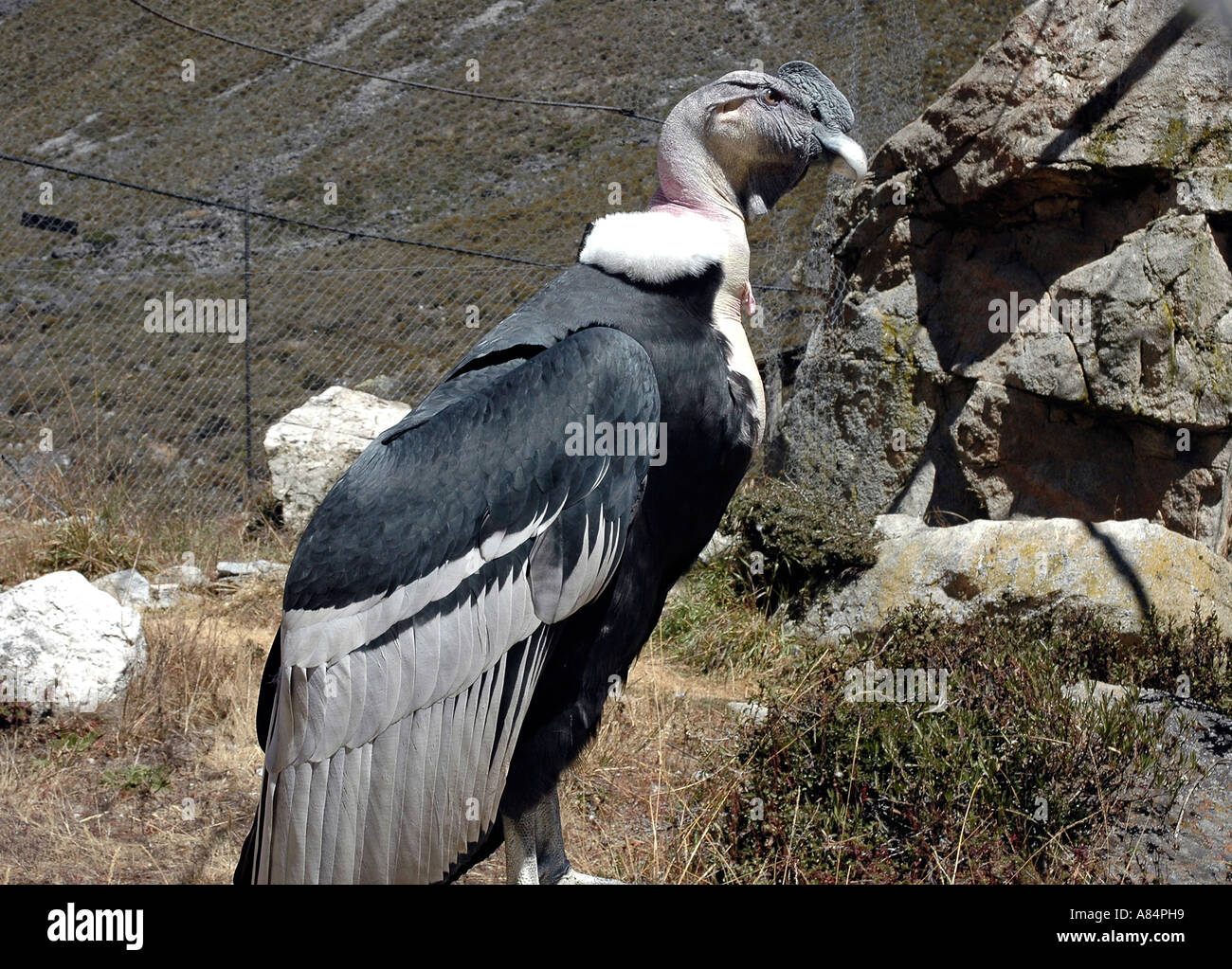 Magnificent young condor at a condor breeding station in the Andes in ...