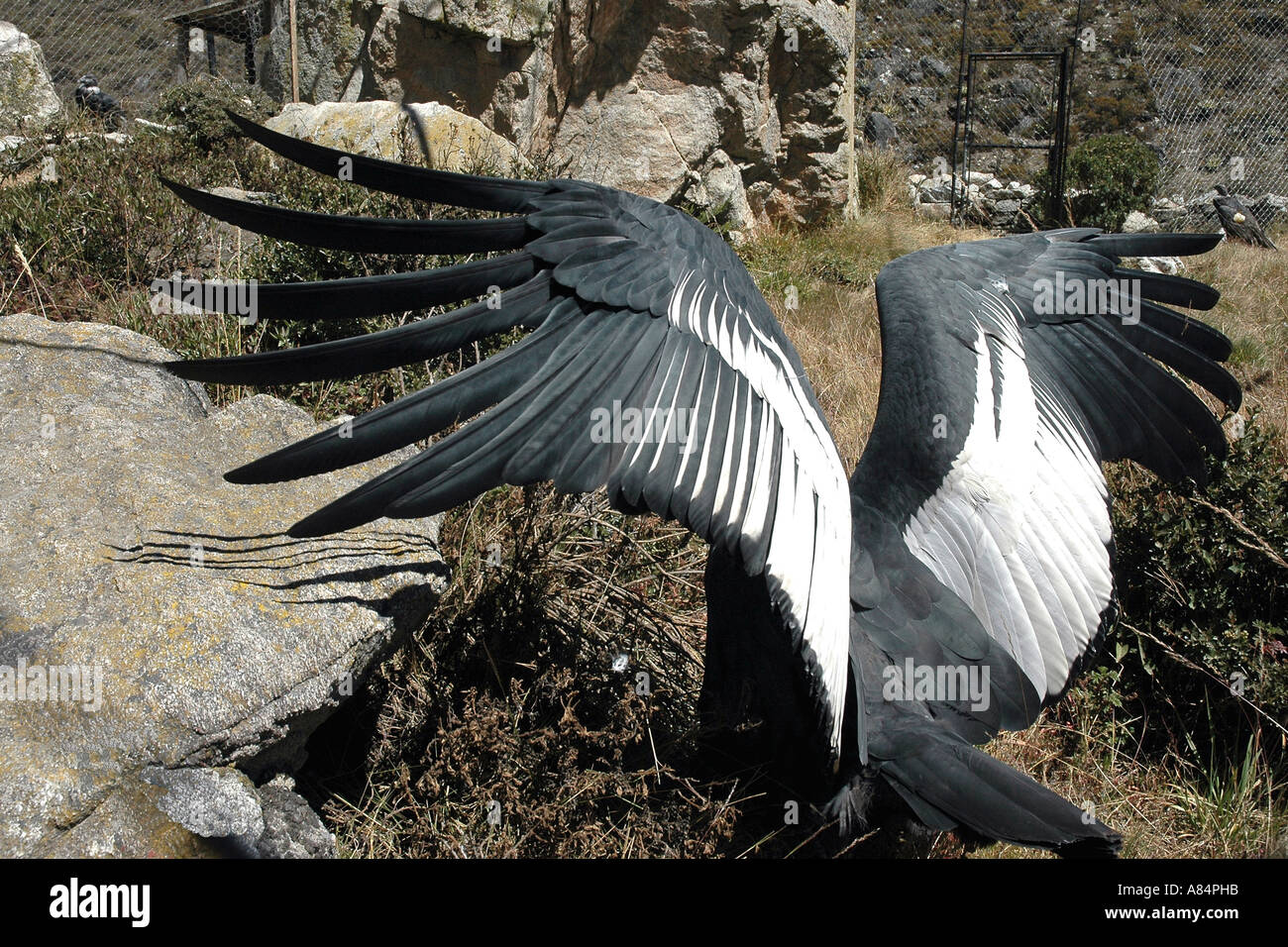 At a breeding station in the Venezuelan Andes a condor spreads his ...