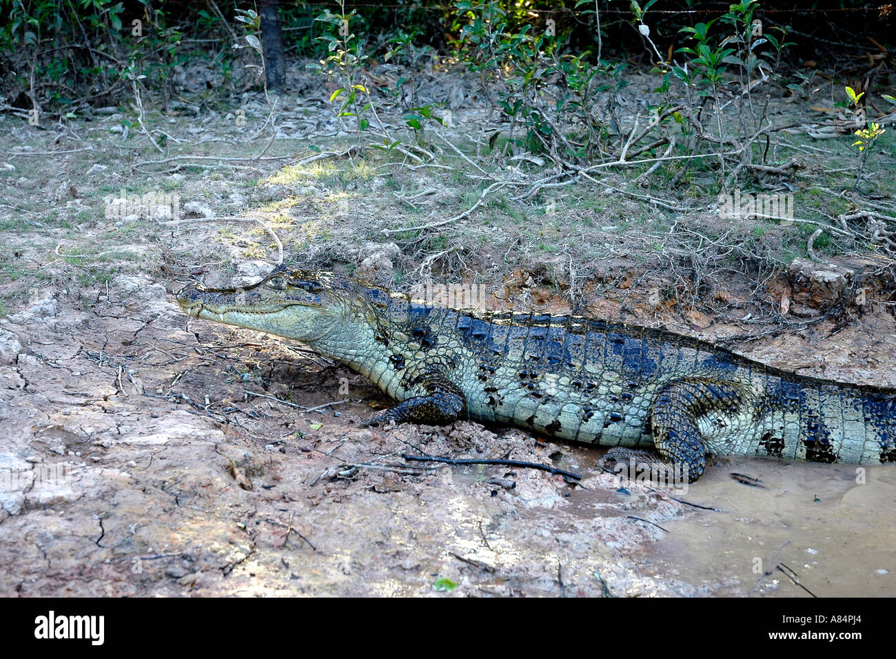 Caiman on a mudbank in the llanos, the wildlife rich ranchlands of ...