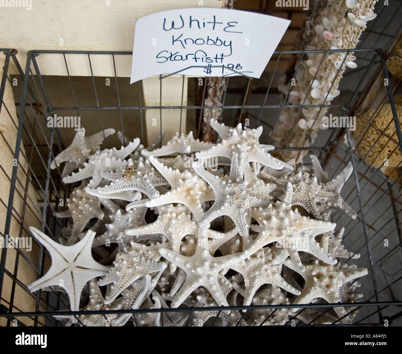 Starfish for sale at a souvenir shop in Florida, USA Stock Photo - Alamy