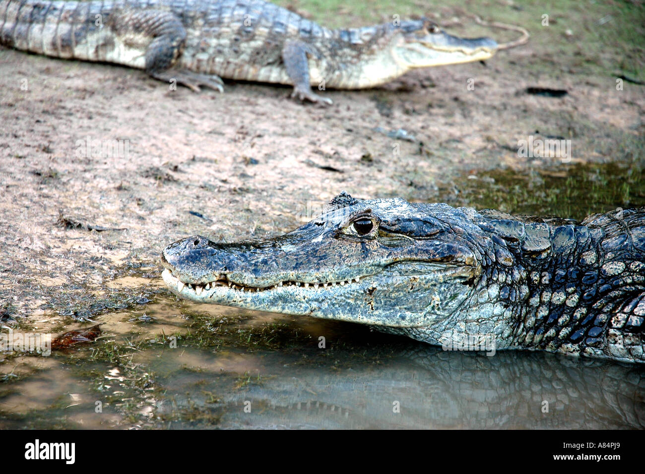 Two caimans on a mudbank in the wildlife rich ranchlands of Venezuela's ...