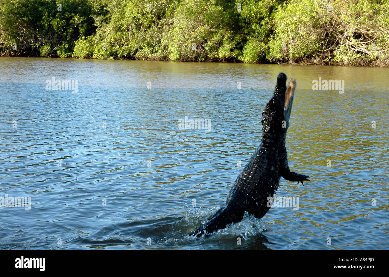 Leaping lizards--in fact, a caiman tempted by an aerial snack in the ...