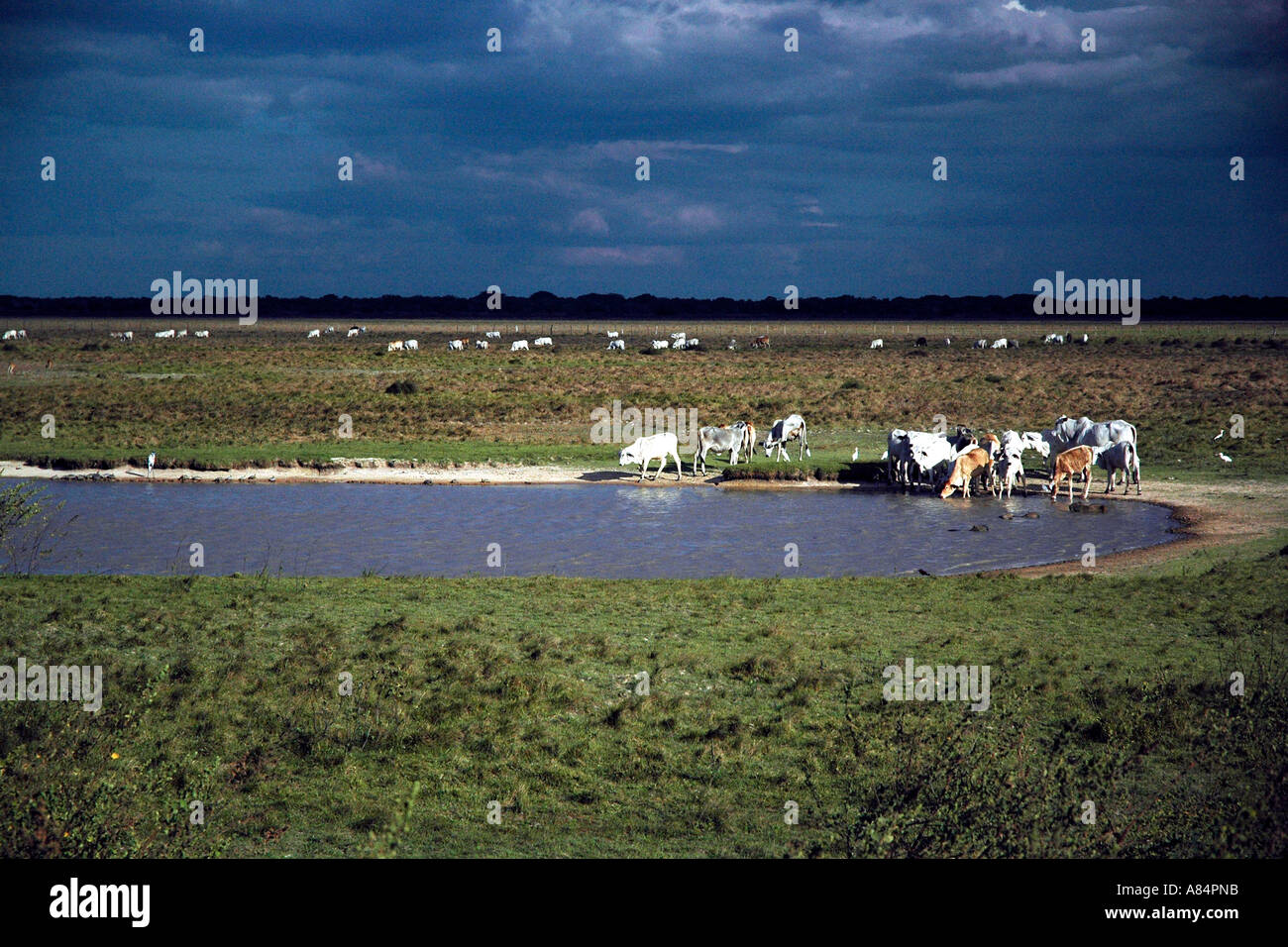 Cattle ranching is the main economic factor across Venezuela's great ...