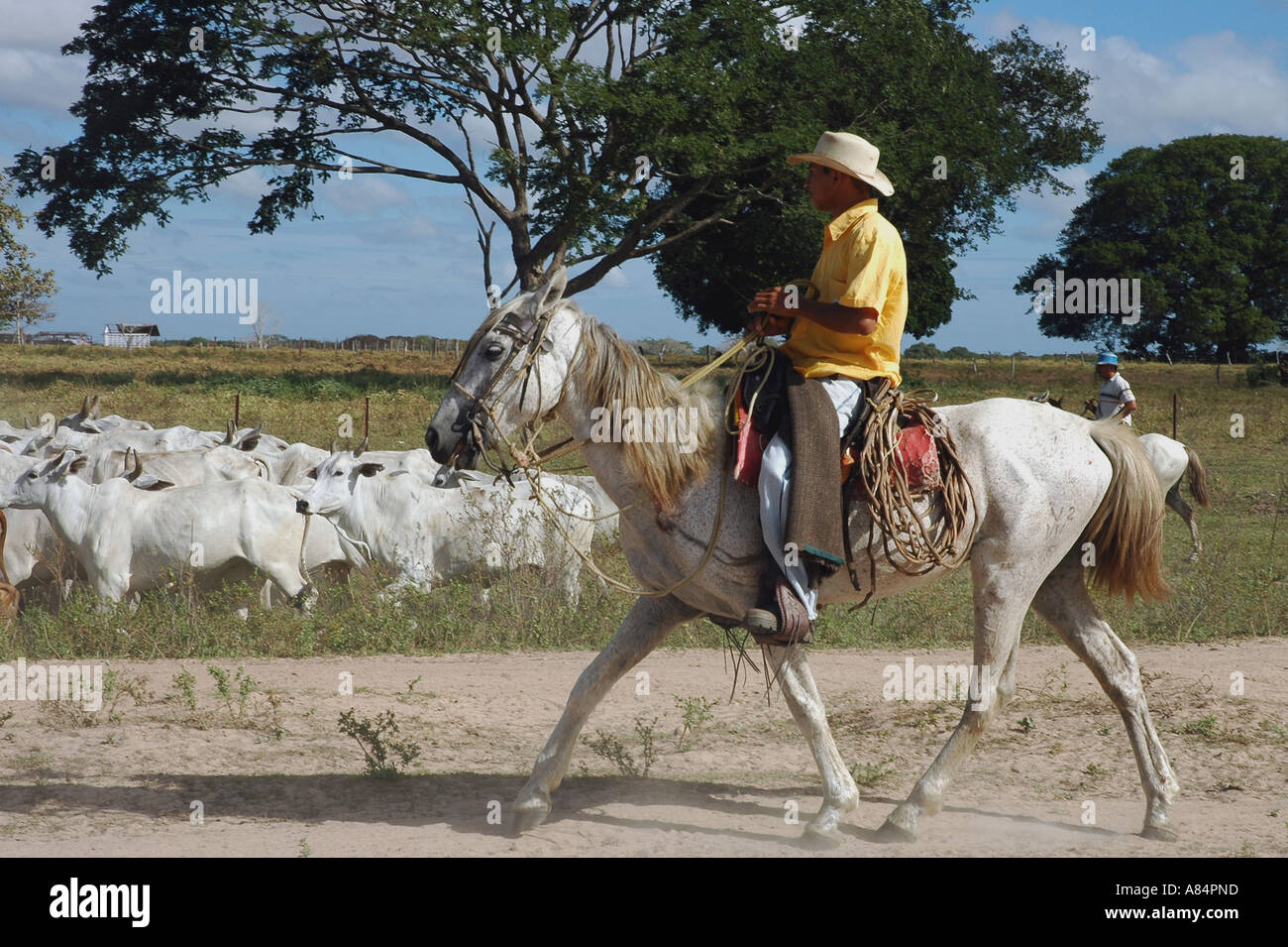 Cattle ranching is the main economic factor across Venezuela's great ...