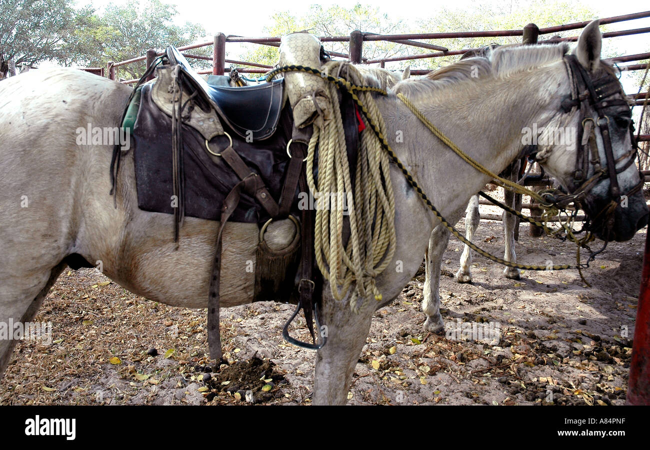 Lanos hi-res stock photography and images - Alamy