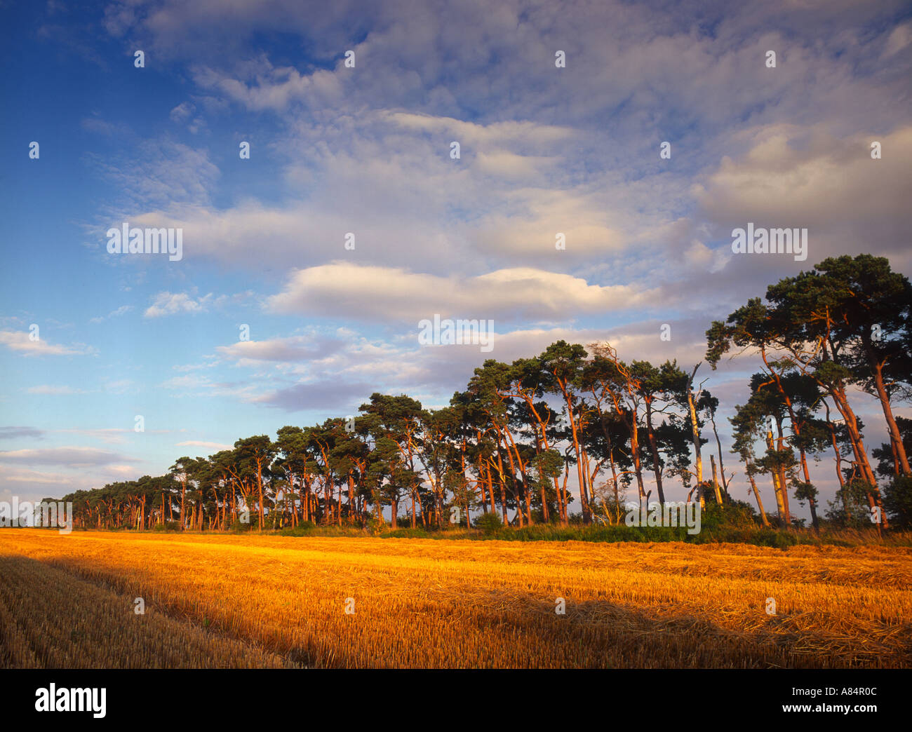 Breckland scots pine hi-res stock photography and images - Alamy