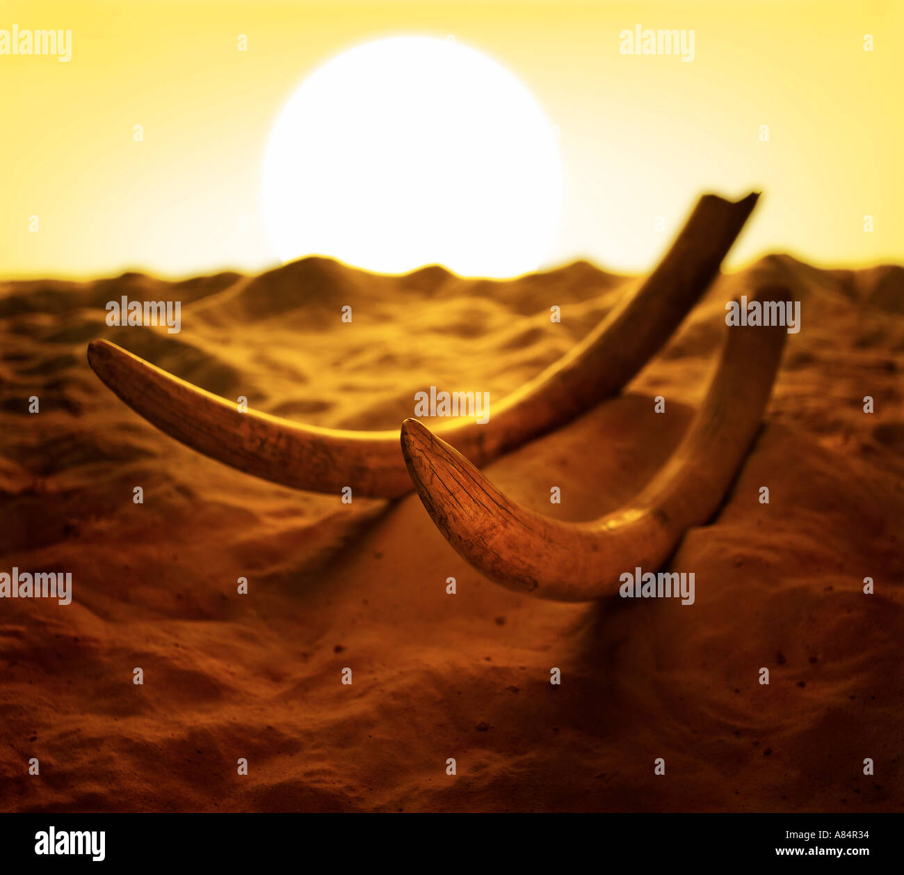 Elephant tusks, Elephant tusks Desert sand Red sand Bushmen Africa Big ...