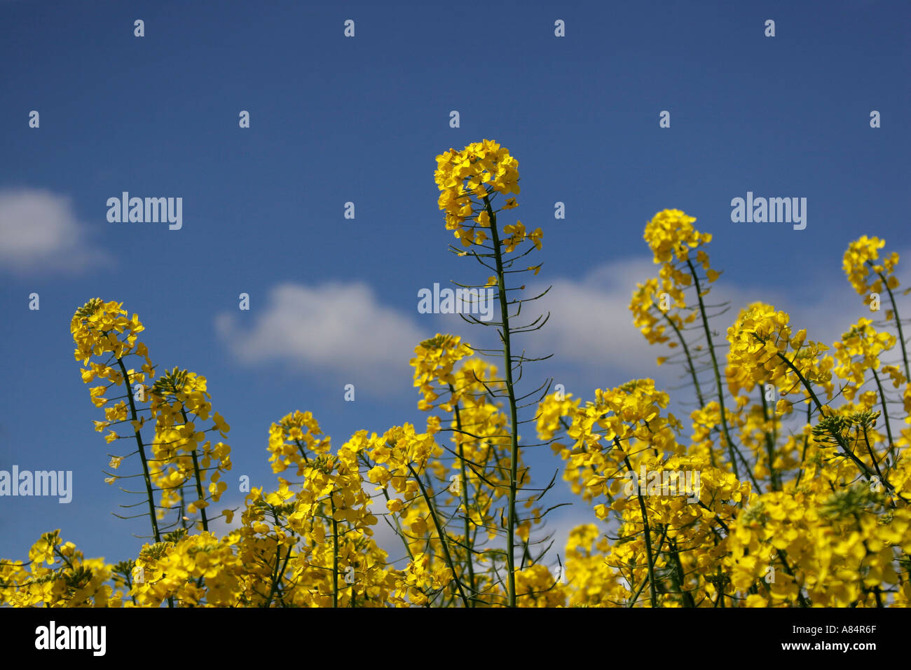 Rapeseed field in scotland hi-res stock photography and images - Alamy