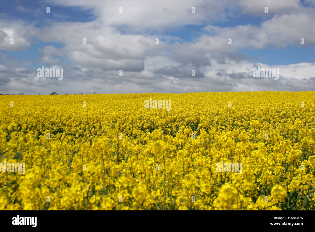 Scottish rapeseed hi-res stock photography and images - Alamy
