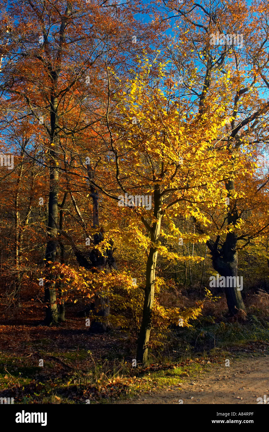 Beautiful trees london hi-res stock photography and images - Alamy