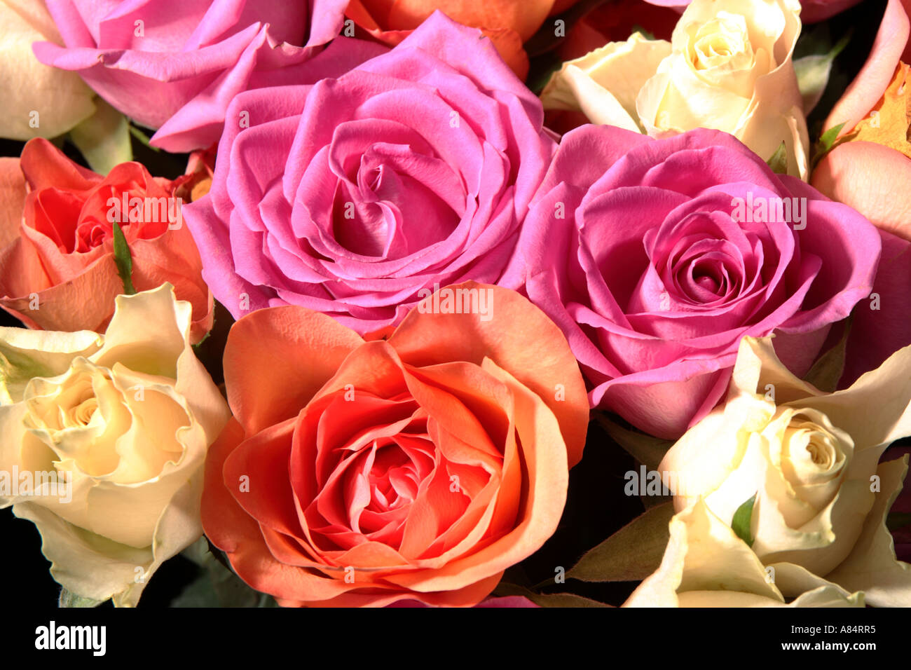 Bunch of multi coloured roses hi-res stock photography and images - Alamy