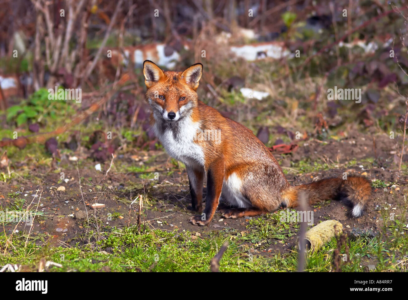 Male fox Vulpes vulpes Stock Photo - Alamy