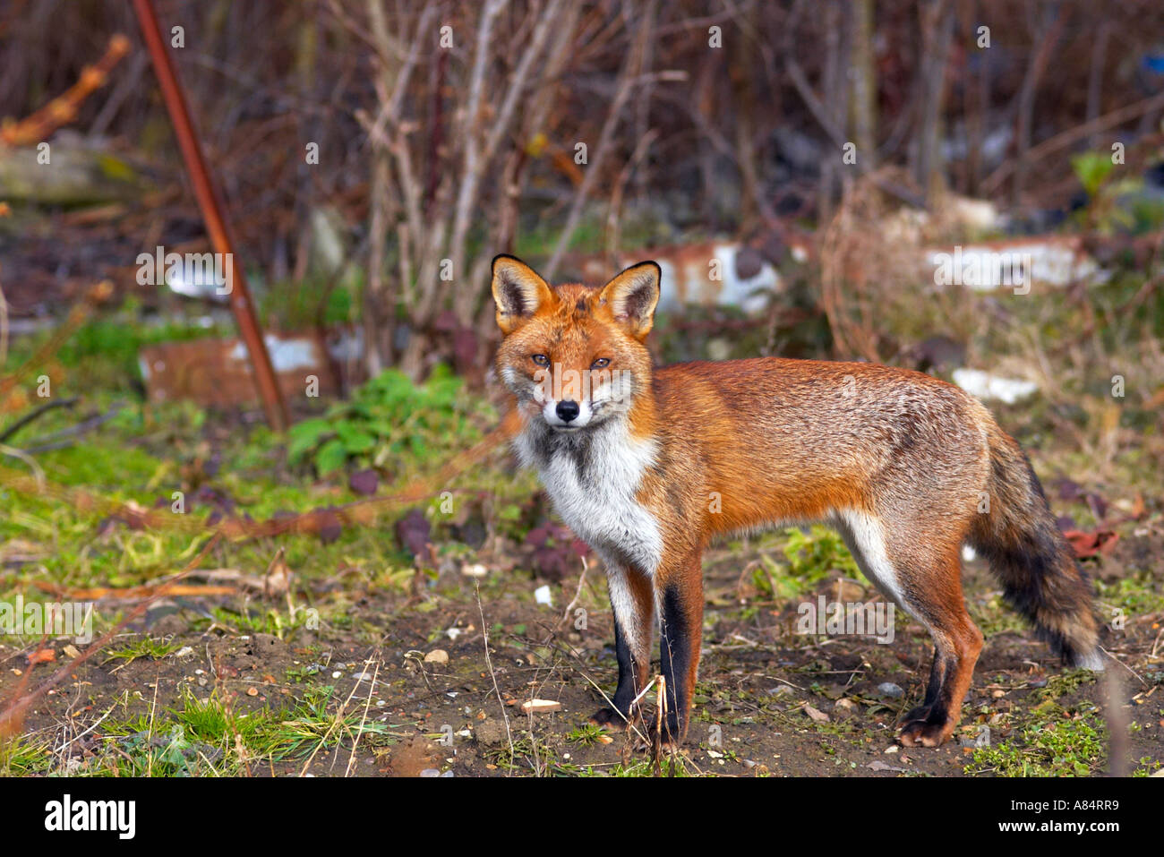 Male fox Vulpes vulpes Stock Photo - Alamy