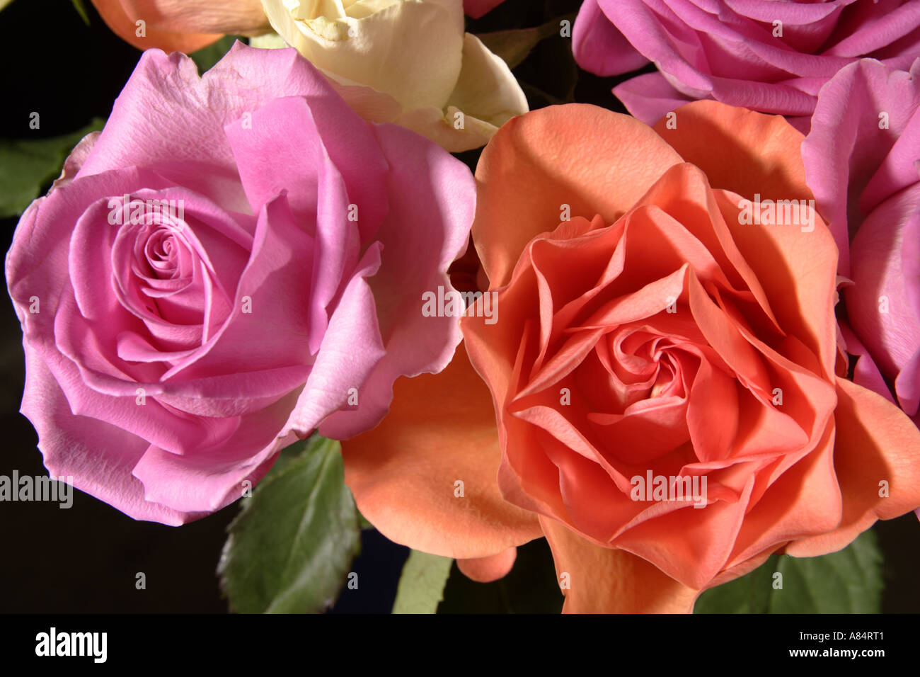 Bunch of multi-coloured roses against black velvet background Stock ...