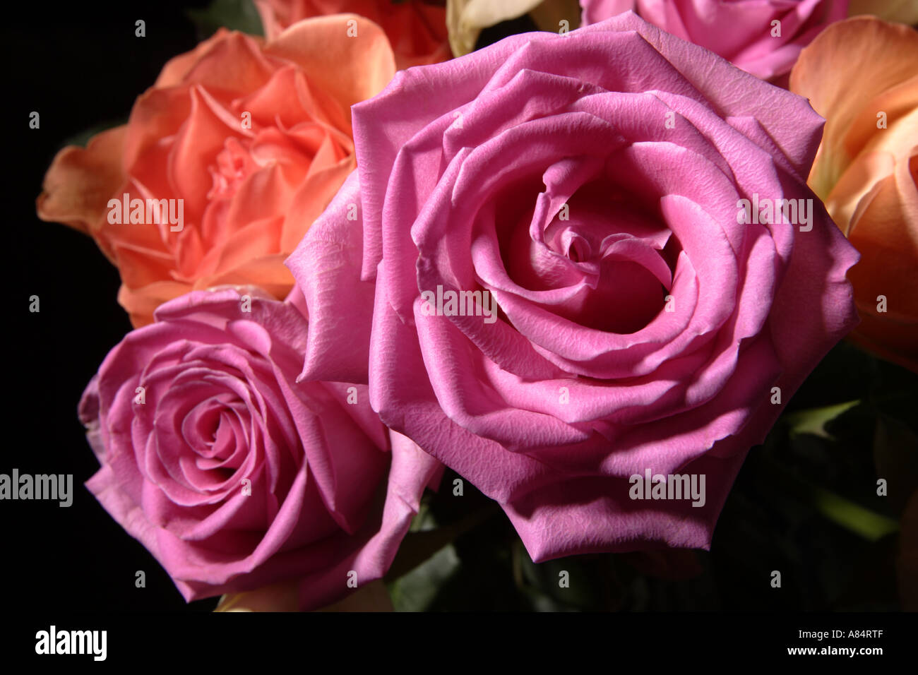 Bunch of multi-coloured roses against black velvet background Stock ...