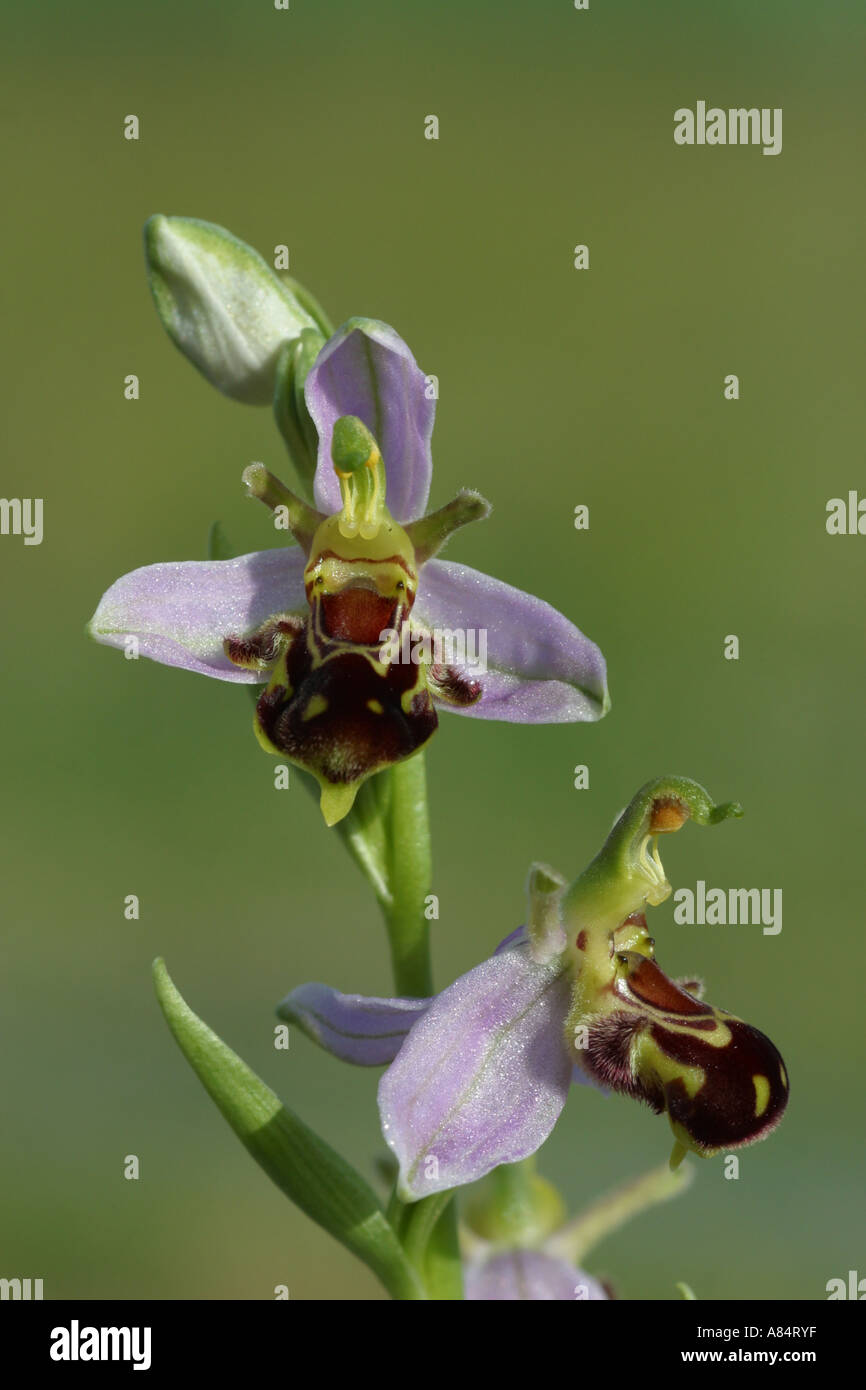 Bee Orchid (Ophrys apifera Stock Photo - Alamy