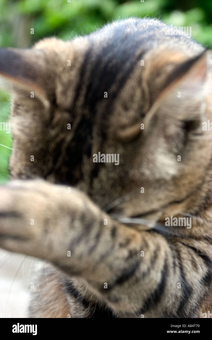 Cat doing toilett with leg Stock Photo - Alamy