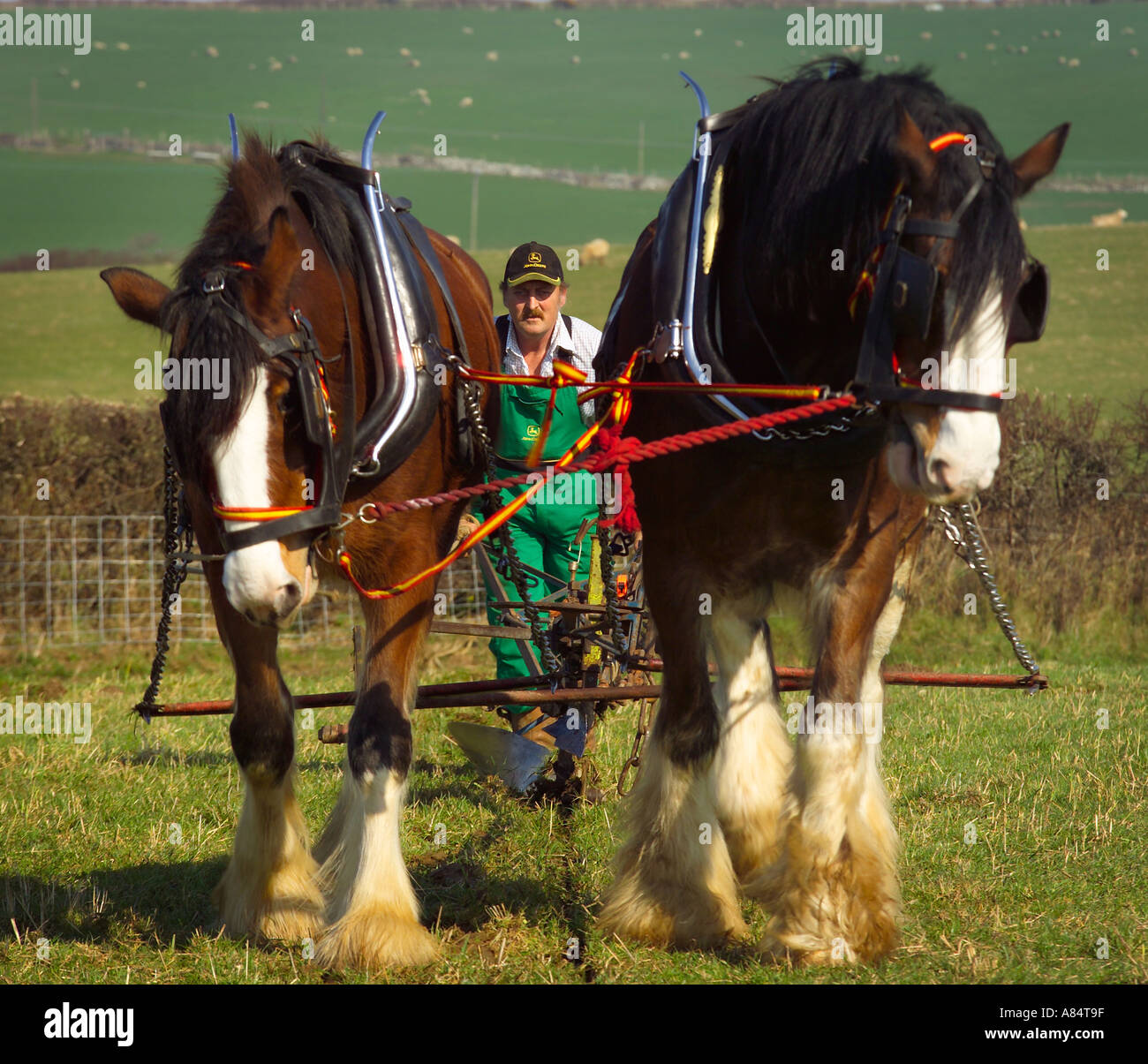 Horse Drawn Ploughing Competition Rhosgoch Anglesey North West Wales ...