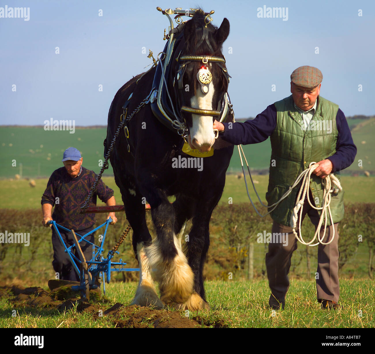 Horse Drawn Ploughing Competition Rhosgoch Anglesey North West Wales ...