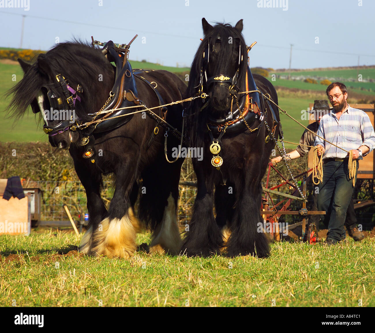 Horse Drawn Ploughing Competition Rhosgoch Anglesey North West Wales ...