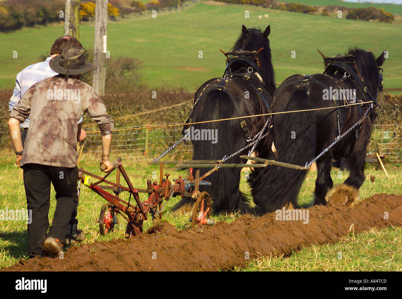 Horse Drawn Ploughing Competition Rhosgoch Anglesey North West Wales ...