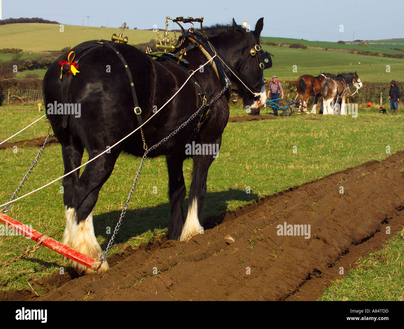 Horse Drawn Ploughing Competition Rhosgoch Anglesey North West Wales ...