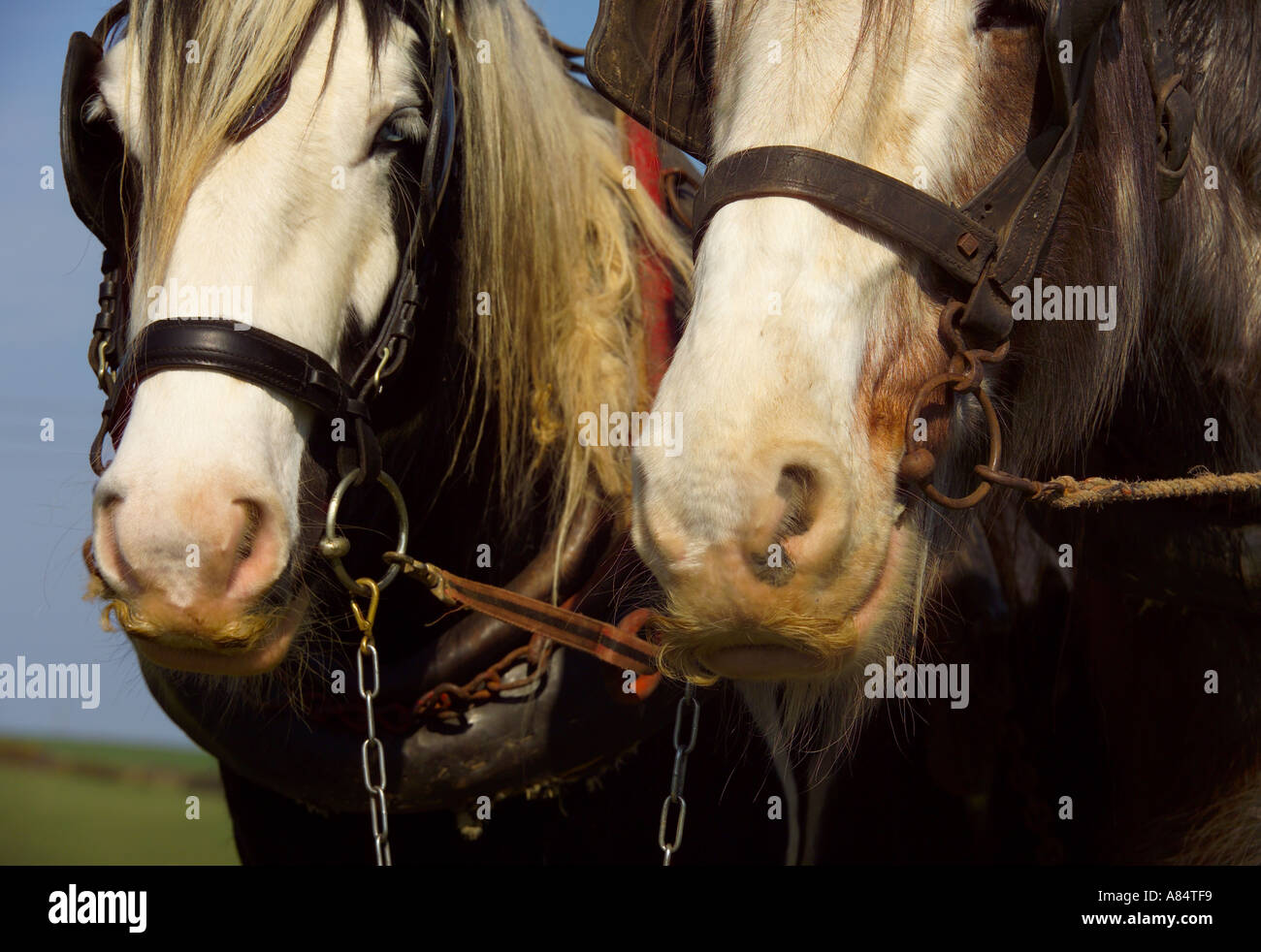 Horse drawn Ploughing Competition Rhosgoch Anglesey North West Wales ...