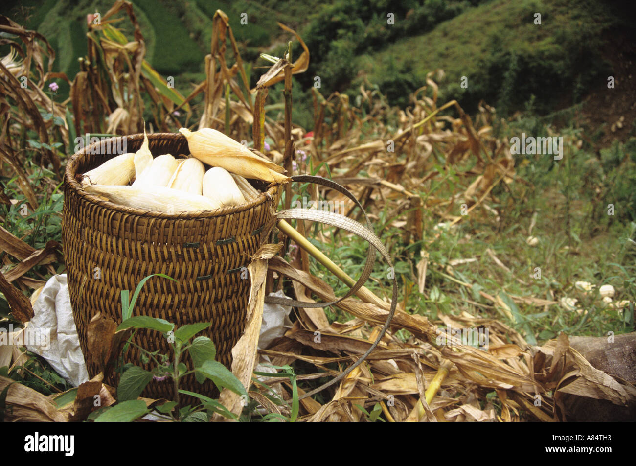 Hmong basket with corn in Sapa Vietnam Stock Photo - Alamy