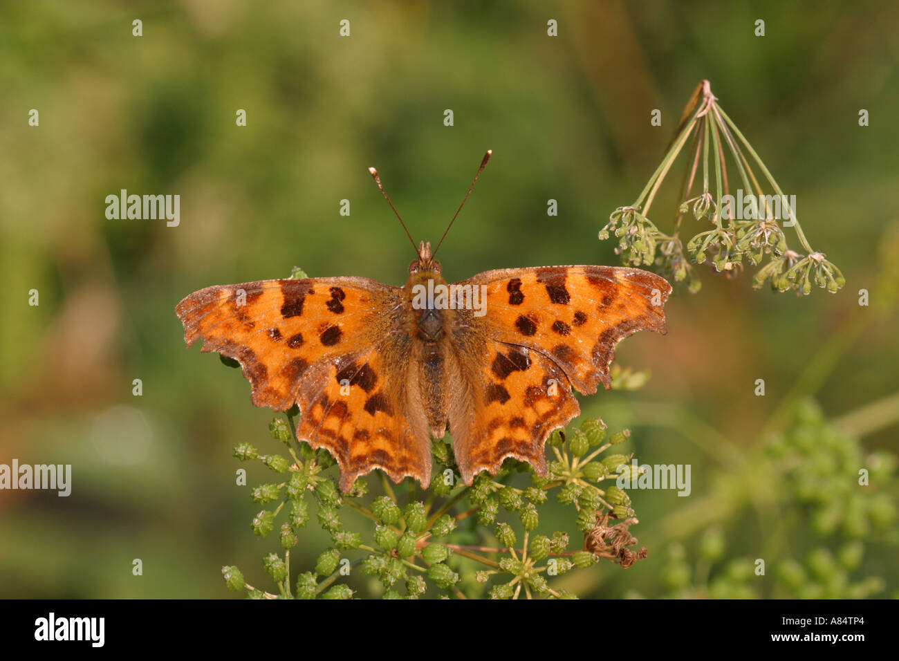 Comma Butterfly(Polygonia progne Stock Photo - Alamy