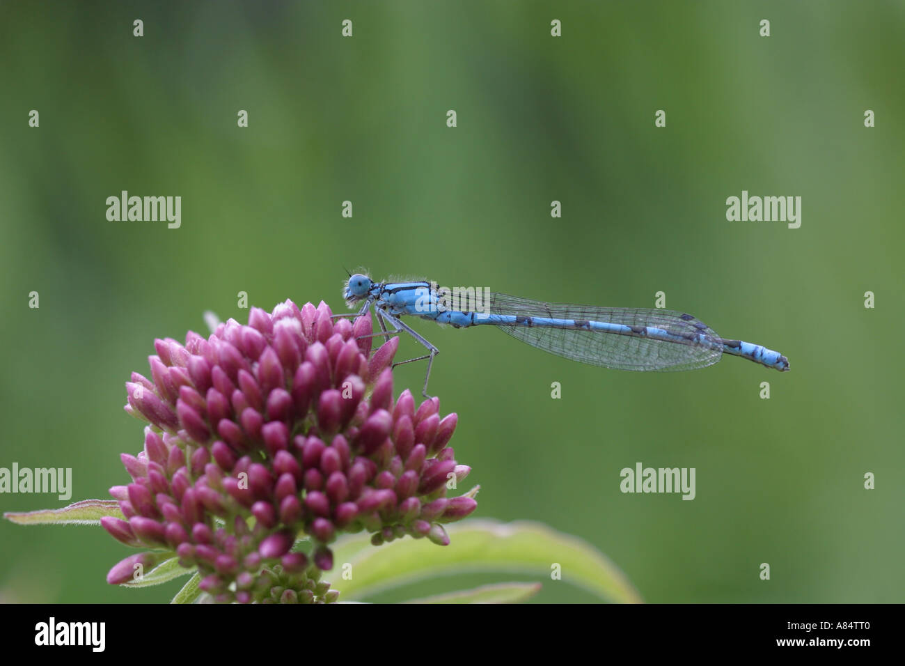 Common Blue Damselfly (Enallagma cyathigerum Stock Photo - Alamy